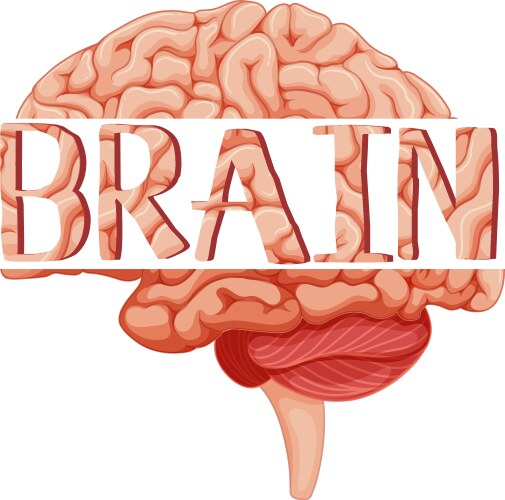 Human internal brain anatomy Royalty Free Vector Image