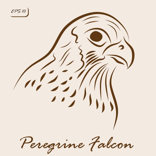 Falcon Vector Images (over 33,000)