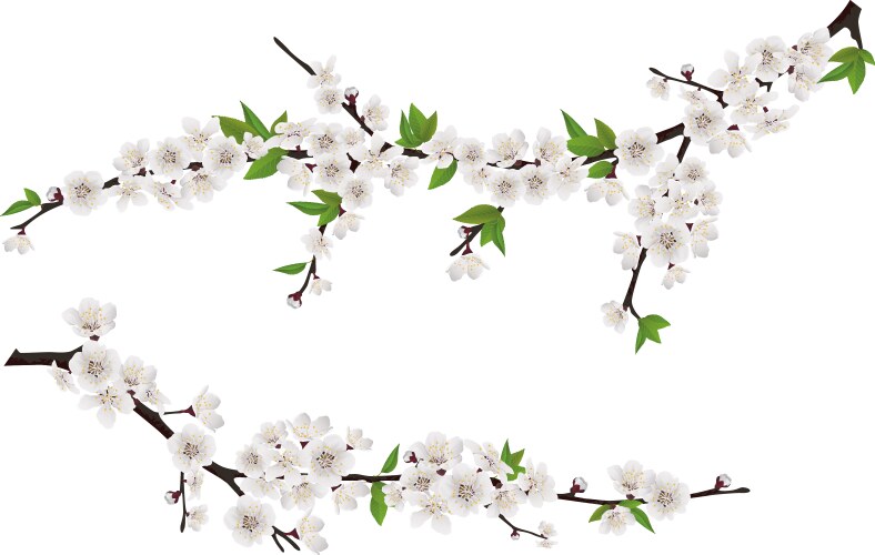 Spring cherry pink flower on white old wood Vector Image