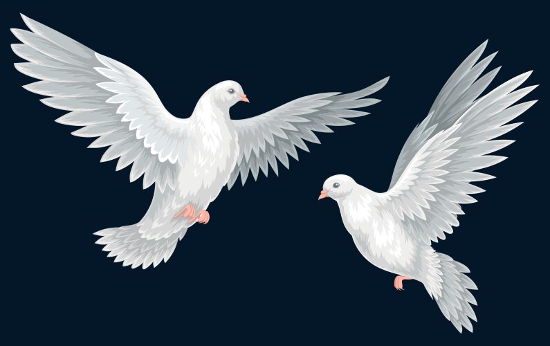 Realistic Doves Vector Images (over 880)