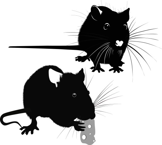 Rat Vector Images (over 32,000)