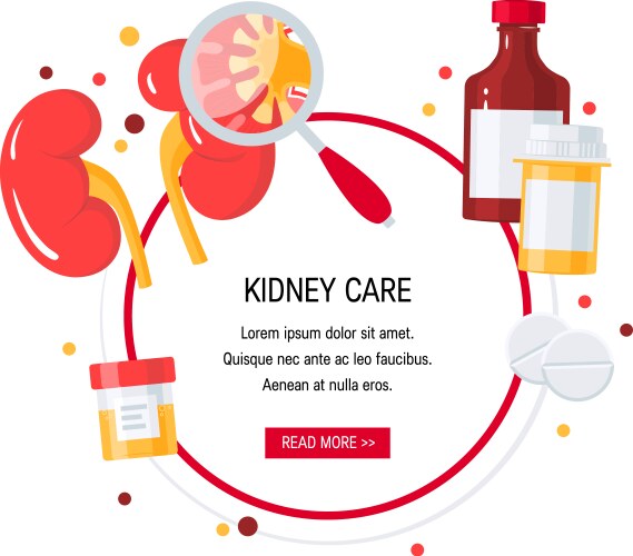 Kidney care concept Royalty Free Vector Image - VectorStock