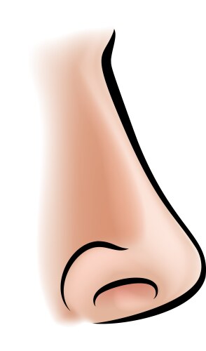 Nose Royalty Free Vector Image - VectorStock
