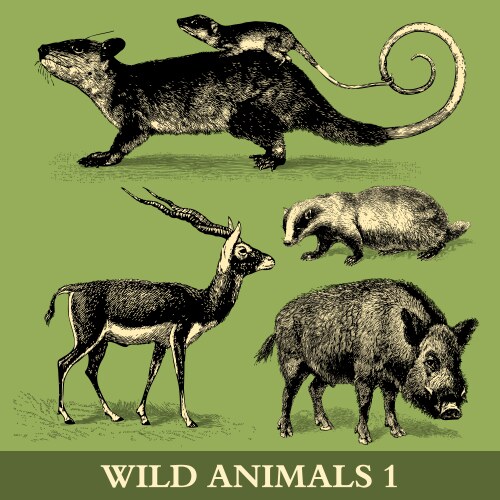 Wild Animals Vector Images (over 800,000)