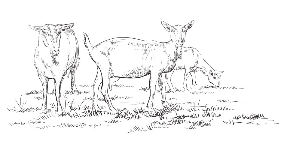 Goat Pencil Drawing Vector Images (over 320)