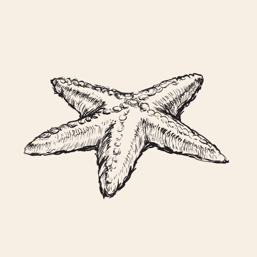Starfish drawing Royalty Free Vector Image - VectorStock