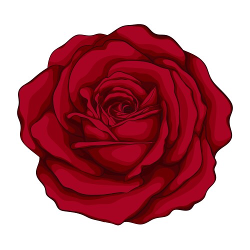 Red rose flower top view isolated on white Vector Image