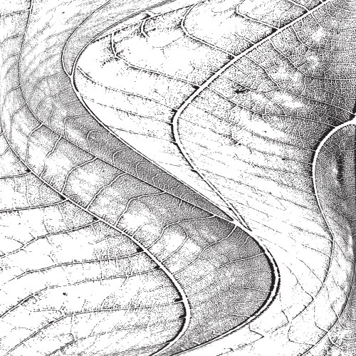 Maple Leaf Veins Vector Images (over 1,100)