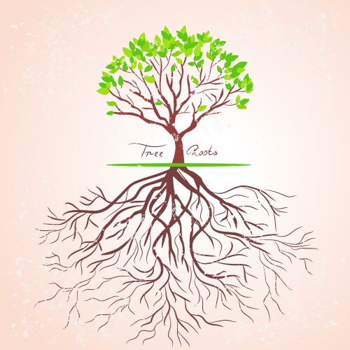 Drawing of Plant Roots Vector Images (over 13,000)