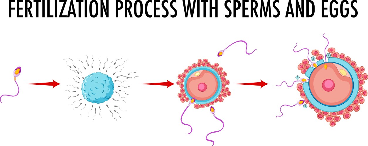 Fertilization process Royalty Free Vector Image