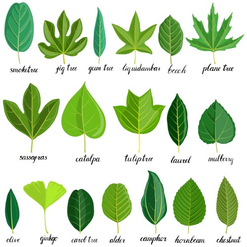Leaves collection with names Royalty Free Vector Image