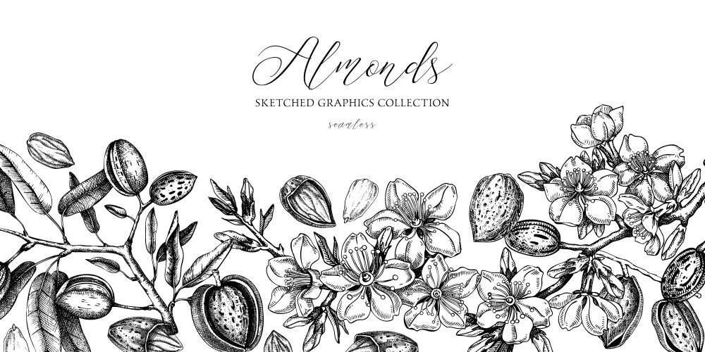 Almond background blooming branches nuts Vector Image