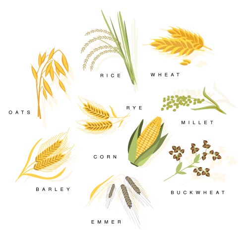 Cereal plants icons oats Royalty Free Vector Image