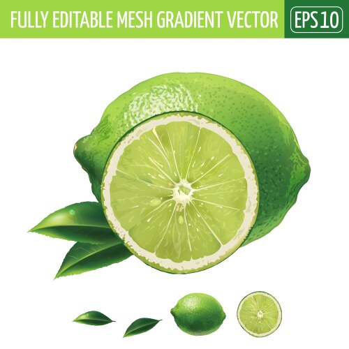 Lime Vector Images (over 240,000)
