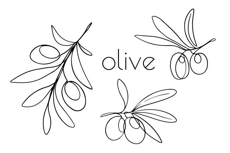 Olives branch in line art drawing style Royalty Free Vector