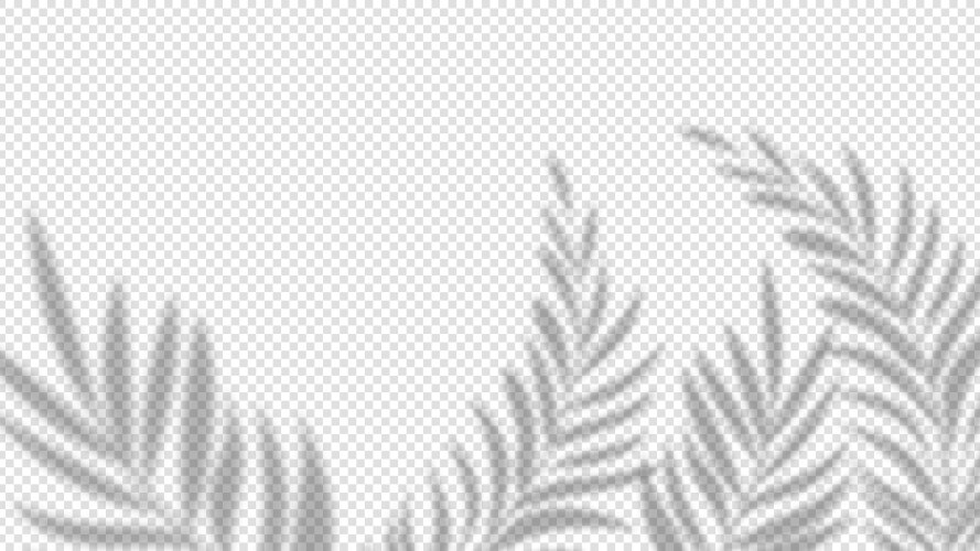 Palm Shadow Vector Images (over 8,100)