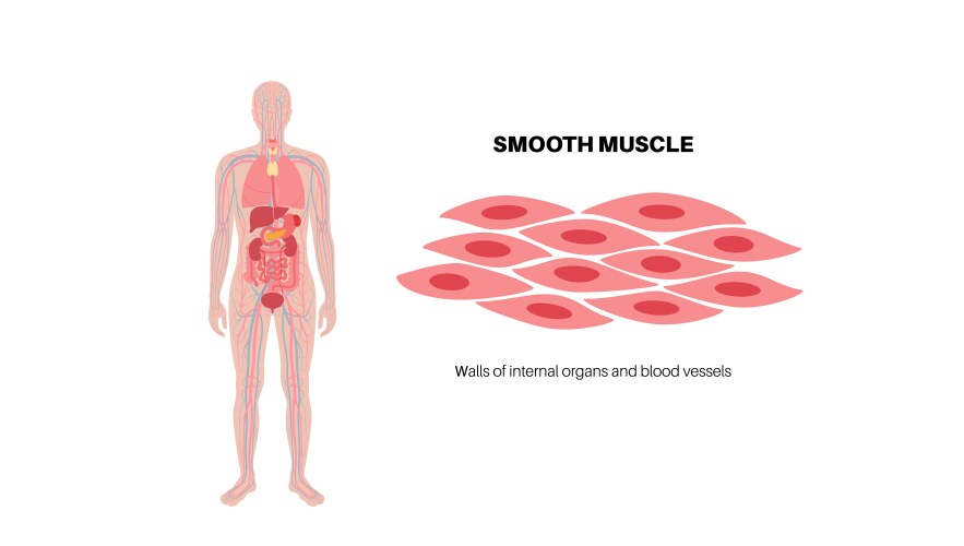 Smooth Muscle Cell Vector Images (over 730)