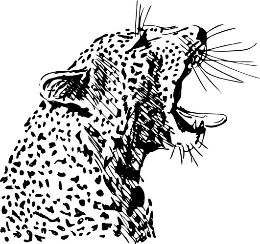 Leopard Royalty Free Vector Image - VectorStock