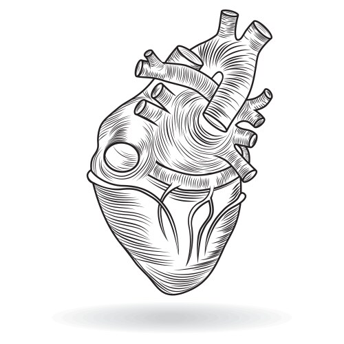 Human heart Royalty Free Vector Image - VectorStock