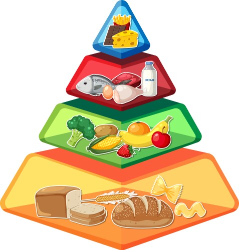 Cartoon food pyramid nutrition infographic Vector Image