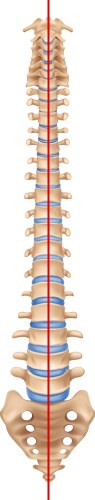 Human spine with name and description Royalty Free Vector