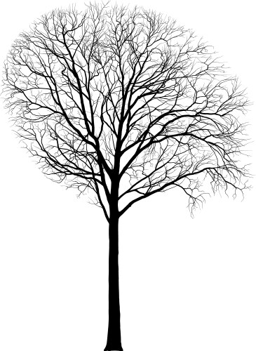 Bare tree with roots Royalty Free Vector Image