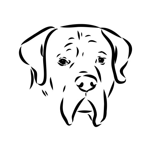 Hand drawn sketch of american bully graphical dog Vector Image