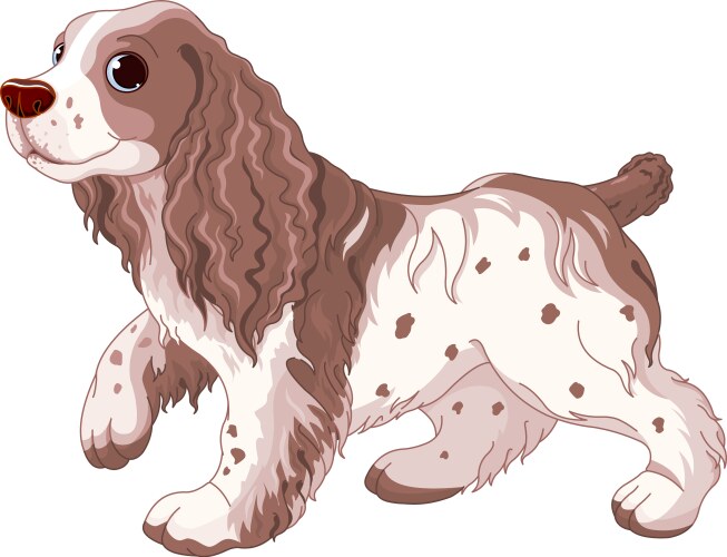 English cocker spaniel head Royalty Free Vector Image