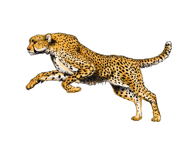 Cheetah Print Vector Images (over 16,000)