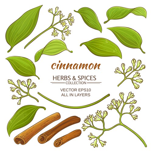 Cinnamon Vector Images (over 21,000)