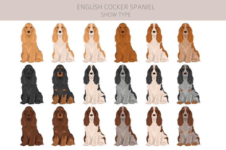 English cocker spaniel show type clipart Vector Image