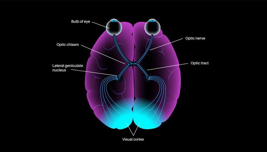 Optic nerve anatomy Royalty Free Vector Image - VectorStock