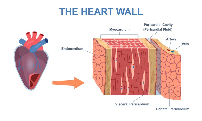 Layers Of Heart Wall Diagram