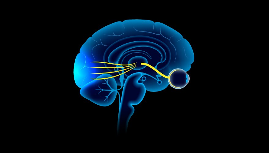 Optic nerve anatomy Royalty Free Vector Image - VectorStock