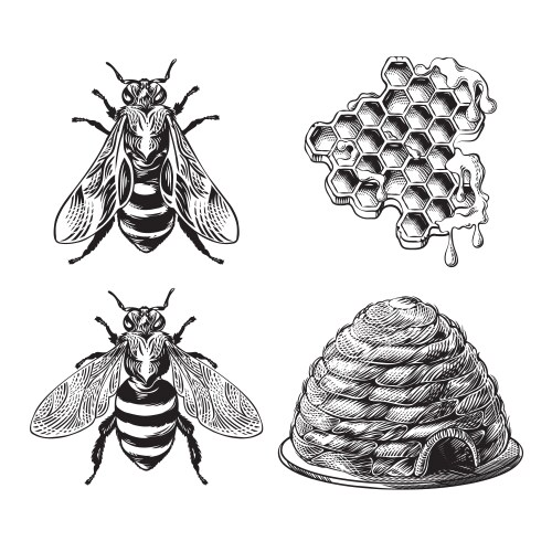Bee Drawing Vector Images (over 24,000)