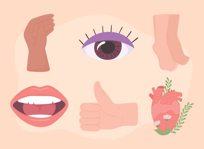 Human body parts icons Royalty Free Vector Image