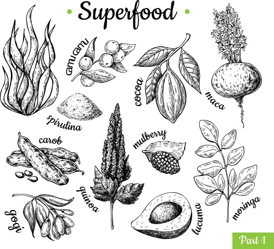 Cocoa frame superfood drawing template Royalty Free Vector