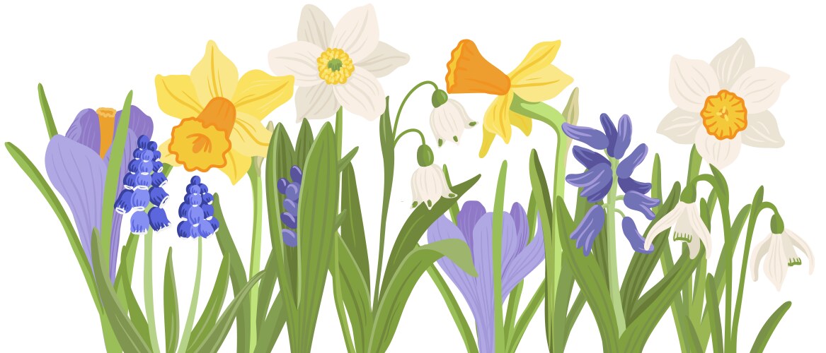 Crocus border Royalty Free Vector Image - VectorStock