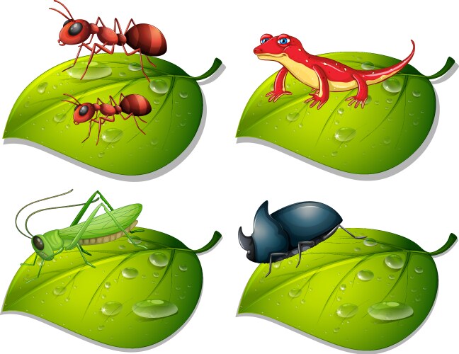 Little firefly on green leaf white background Vector Image