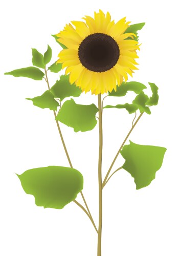 Sunflower Vector Images (over 53,000)