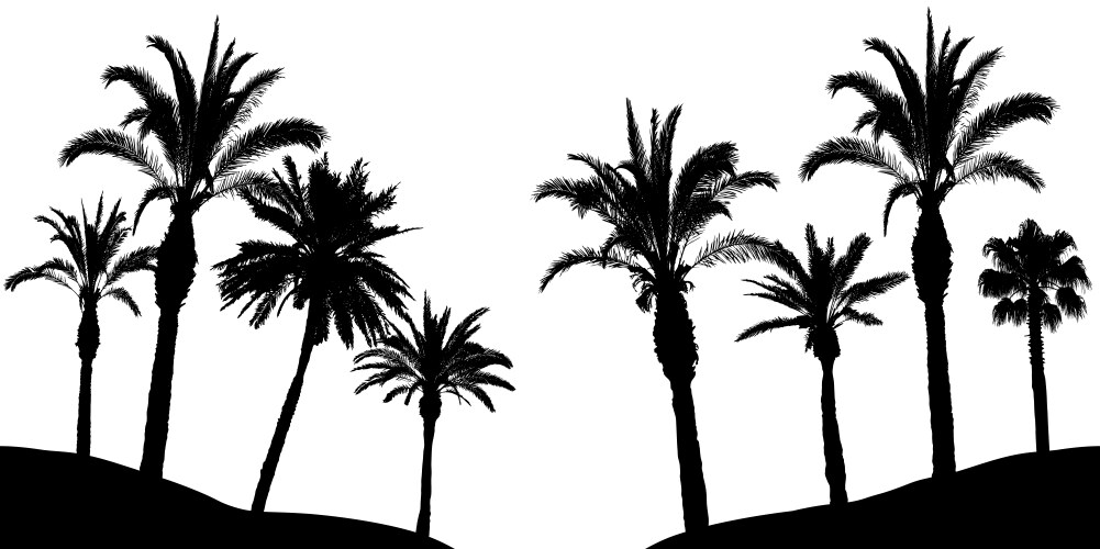 Palm trees contour set coconut tree date Vector Image