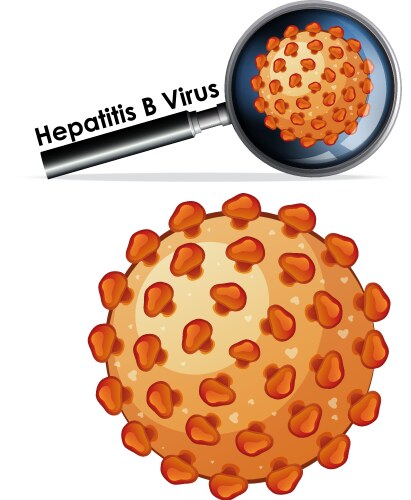 Diagram of hepatitis b virus particle structure Vector Image