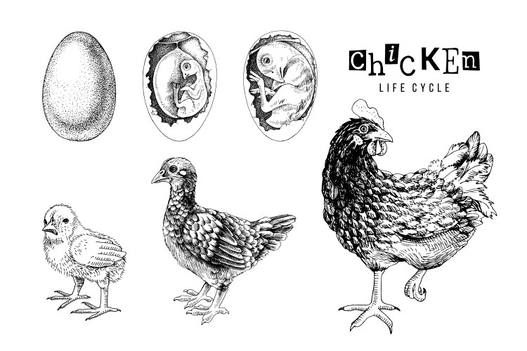 Chicken Life Cycle Vector Images (over 100)