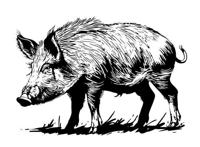 Wild boar portrait sketch engraving style Vector Image
