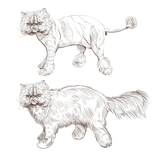 Persian Vector Images (over 54,000)