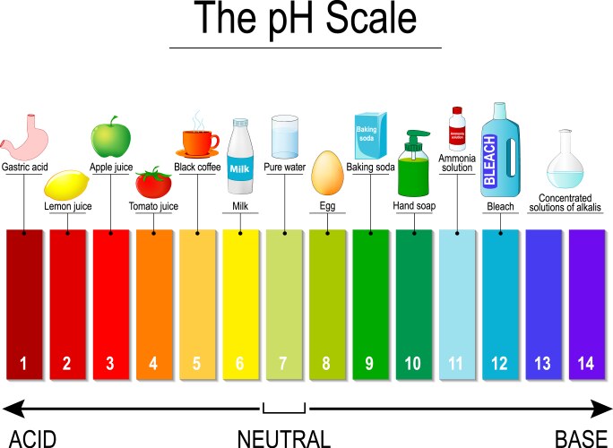 Ph scale universal indicator color chart Vector Image