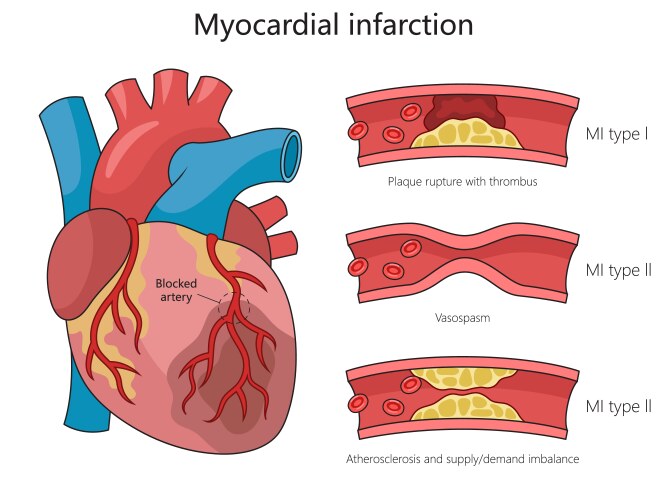 Human internal organs diagram medical science Vector Image