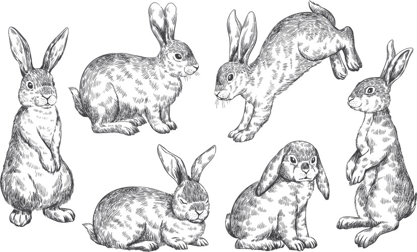 Rabbit Pencil Art New Hare Drawing