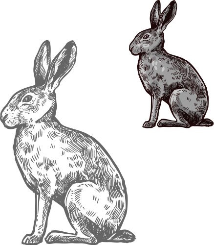 Rabbit Sketch Vector Images (over 14,000)