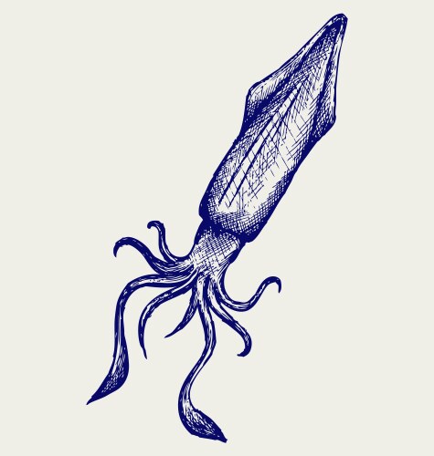 Squid Vector Images (over 17,000)